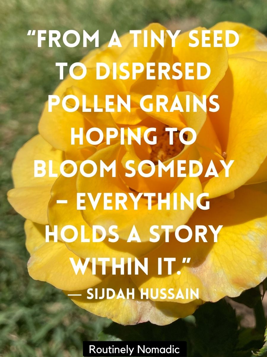 120 Bloom Quotes: Perfect Blooming Flower Sayings - Routinely Shares