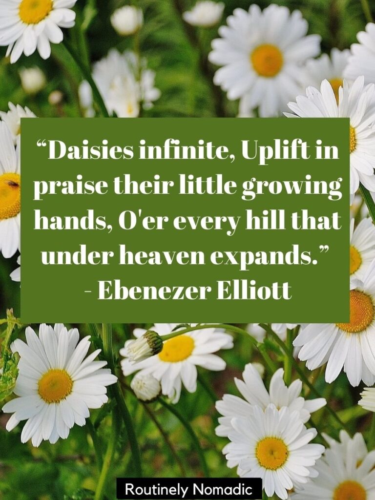 115 Daisy Quotes and Captions to Brighten Your Day - Routinely Shares