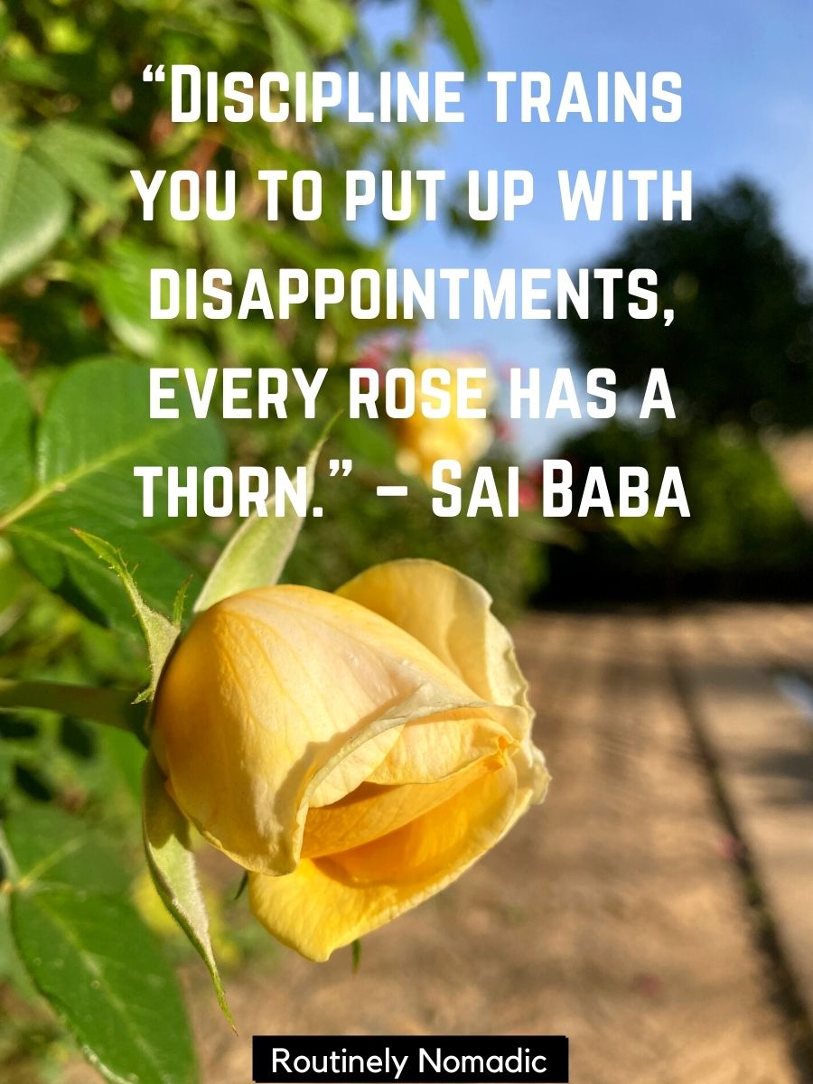 Beautiful Rose Quotes: 115 Rose Sayings for that Full Bloom Vibe ...