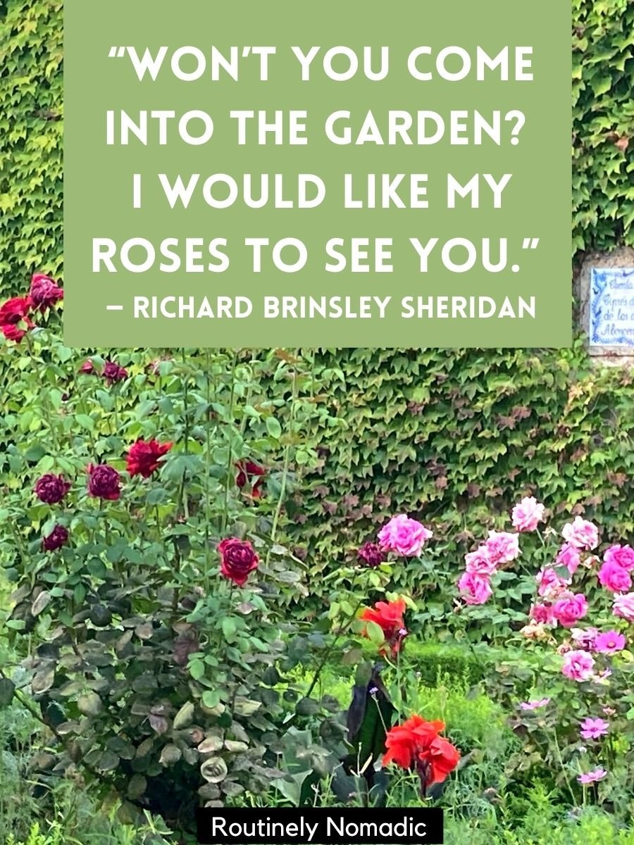 Beautiful Rose Quotes: 115 Rose Sayings for that Full Bloom Vibe ...