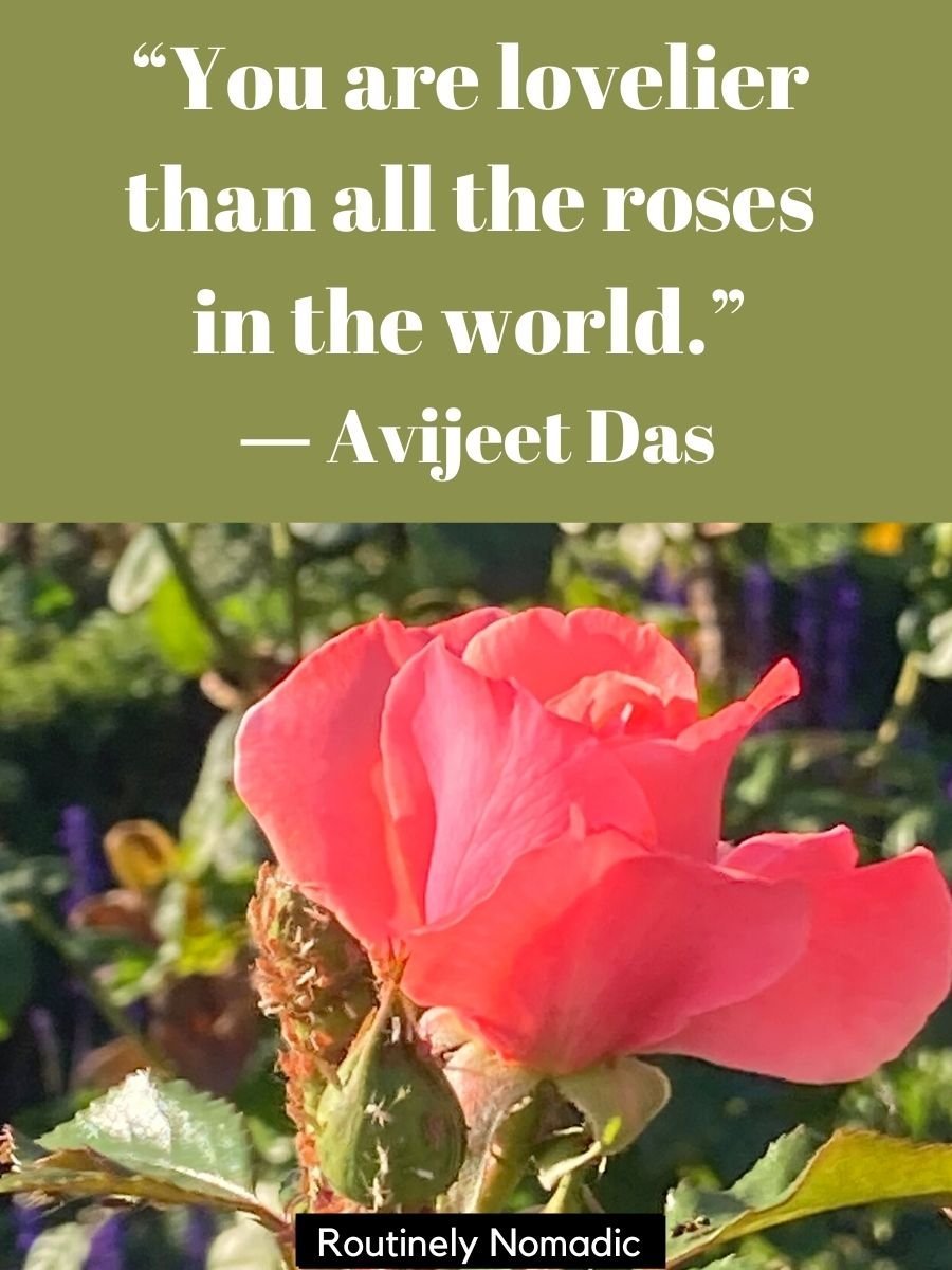 Beautiful Rose Quotes: 115 Rose Sayings for that Full Bloom Vibe ...