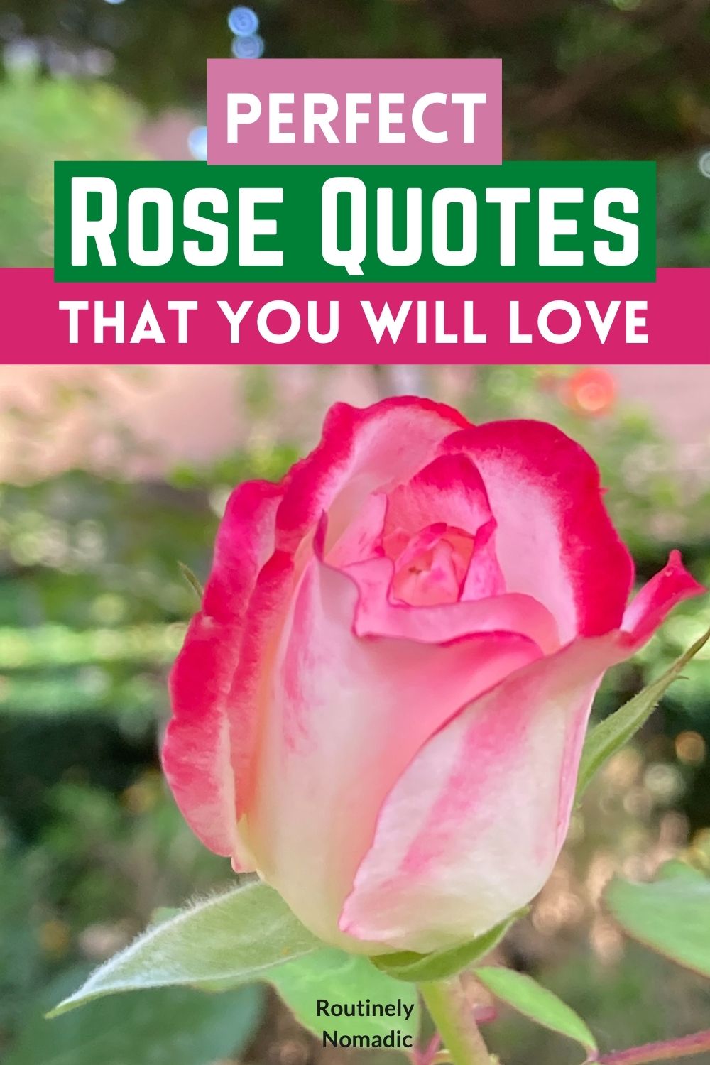 Beautiful Rose Quotes: 115 Rose Sayings for that Full Bloom Vibe ...