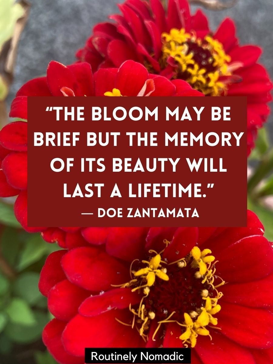 120 Bloom Quotes: Perfect Blooming Flower Sayings - Routinely Shares