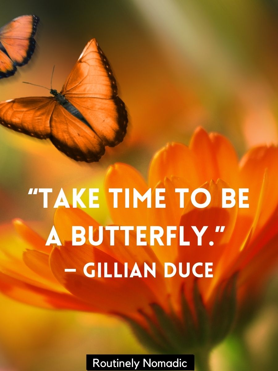 175 Fluttering Butterfly Captions for that Floating Vibe - Routinely Shares