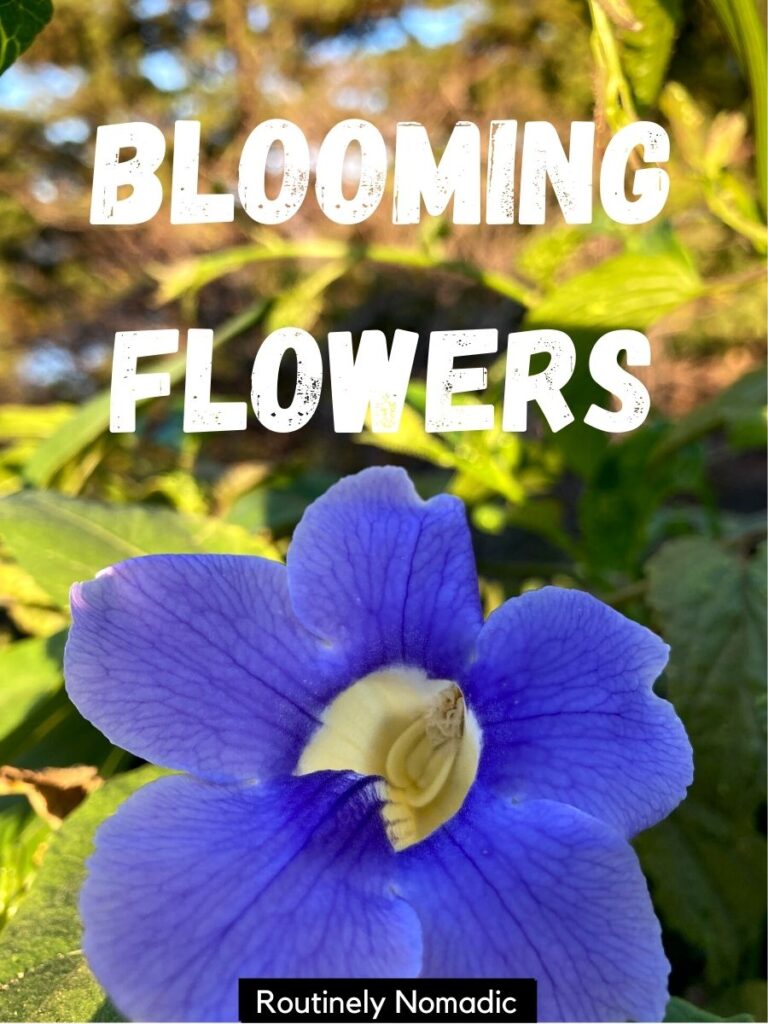 The Very Best 100 Funny Spring Captions and Puns that are Blooming ...