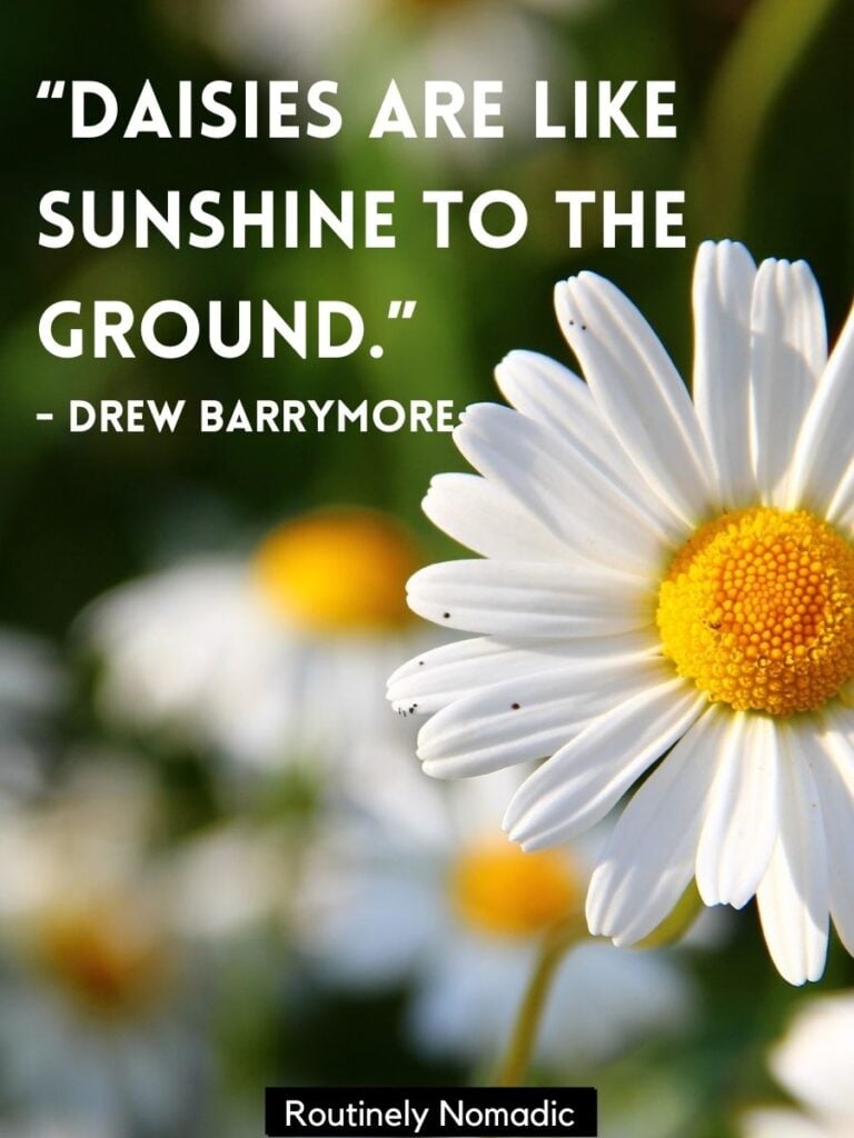115 Daisy Quotes and Captions to Brighten Your Day - Routinely Shares