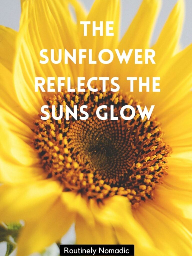 100 Short Aesthetic Yellow Quotes for that Positive Vibe - Routinely Shares