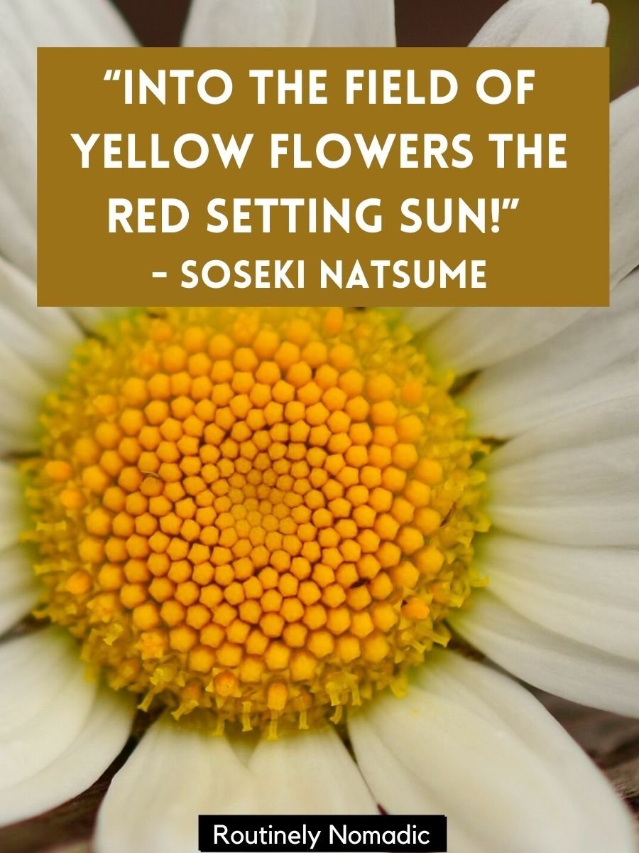100 Short Aesthetic Yellow Quotes for that Positive Vibe - Routinely Shares