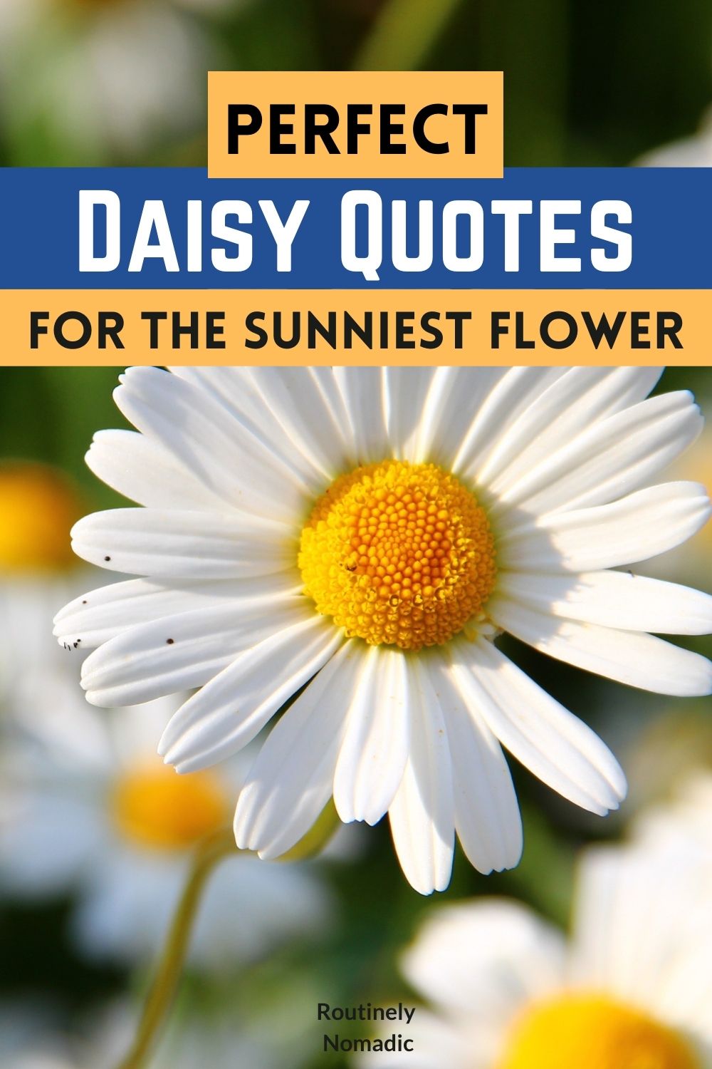 115 Daisy Quotes and Captions to Brighten Your Day - Routinely Shares