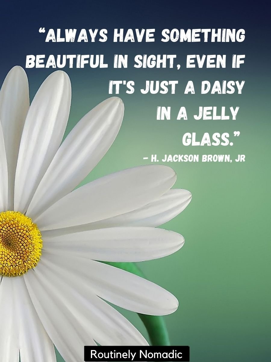 115 Daisy Quotes and Captions to Brighten Your Day - Routinely Shares
