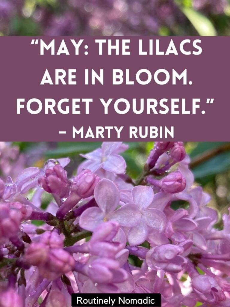 215 Hello May Quotes for that Happy to Welcome a New Month Aesthetic ...
