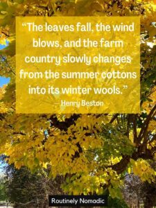 145 Funny Fall Quotes for that Hilarious Autumn Vibe - Routinely Shares