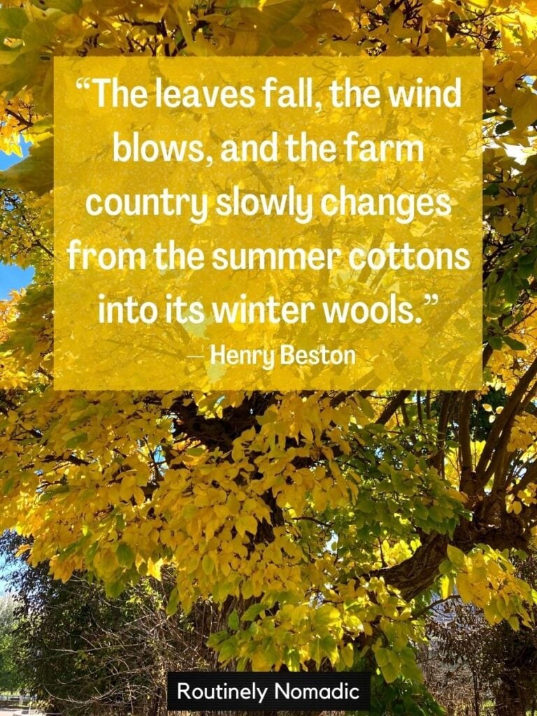 145 Funny Fall Quotes for that Hilarious Autumn Vibe - Routinely Shares