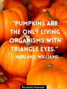 100 Cute Pumpkin Carving Captions for that Fun Halloween Aesthetic ...