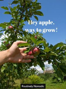 100 Best Apple Picking Captions for Your Orchard Visit - Routinely Shares