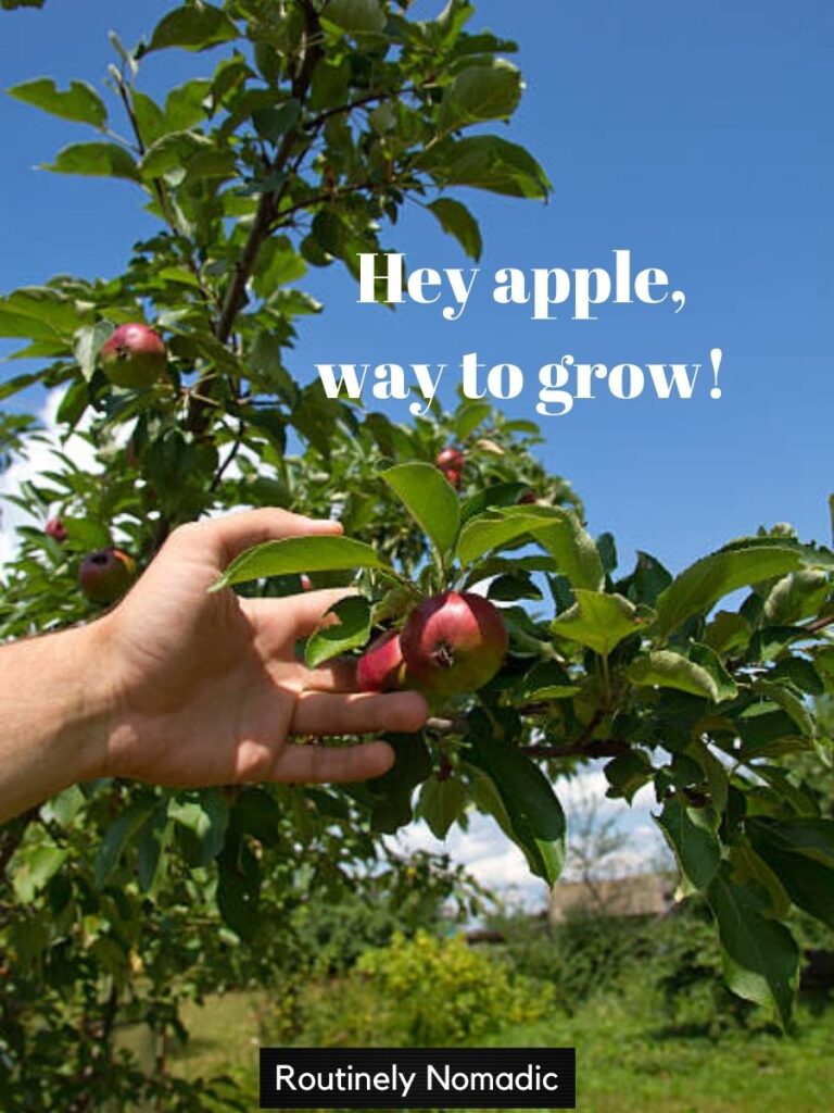 100 Best Apple Picking Captions for Your Orchard Visit - Routinely Shares