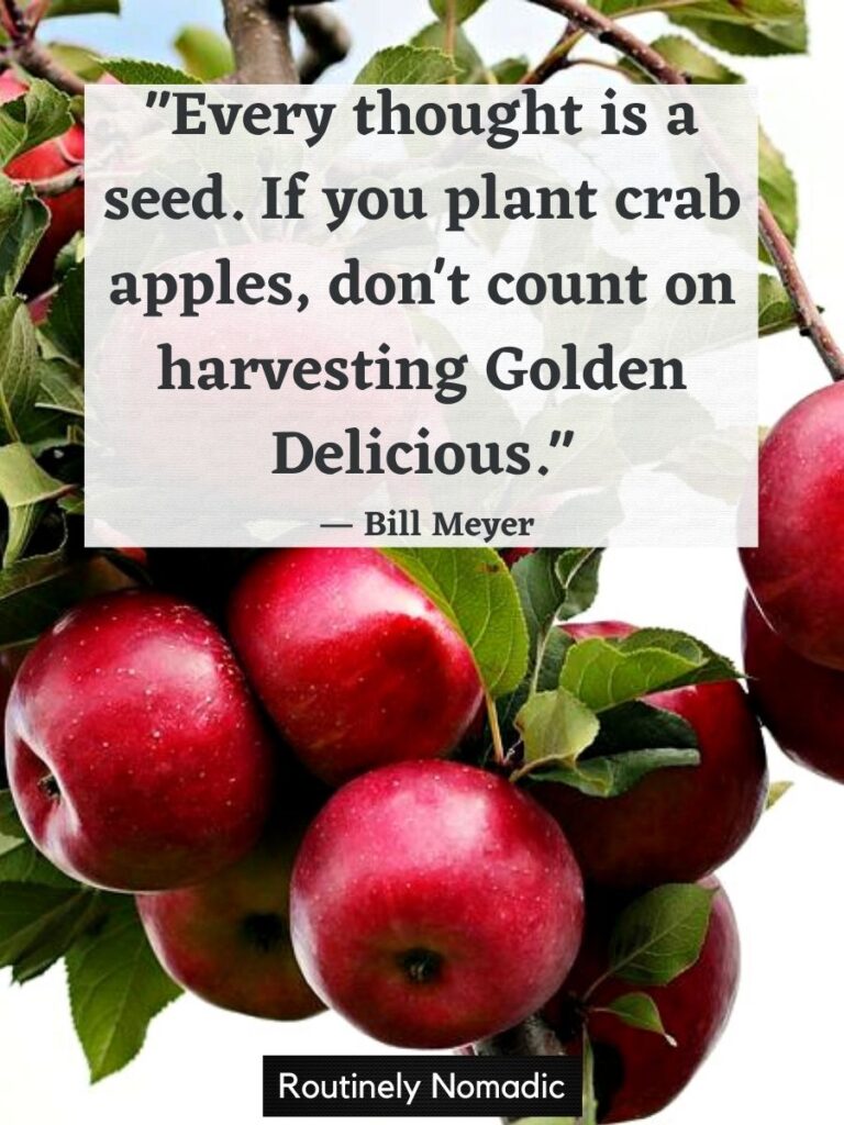 100 Best Apple Picking Captions for Your Orchard Visit - Routinely Shares