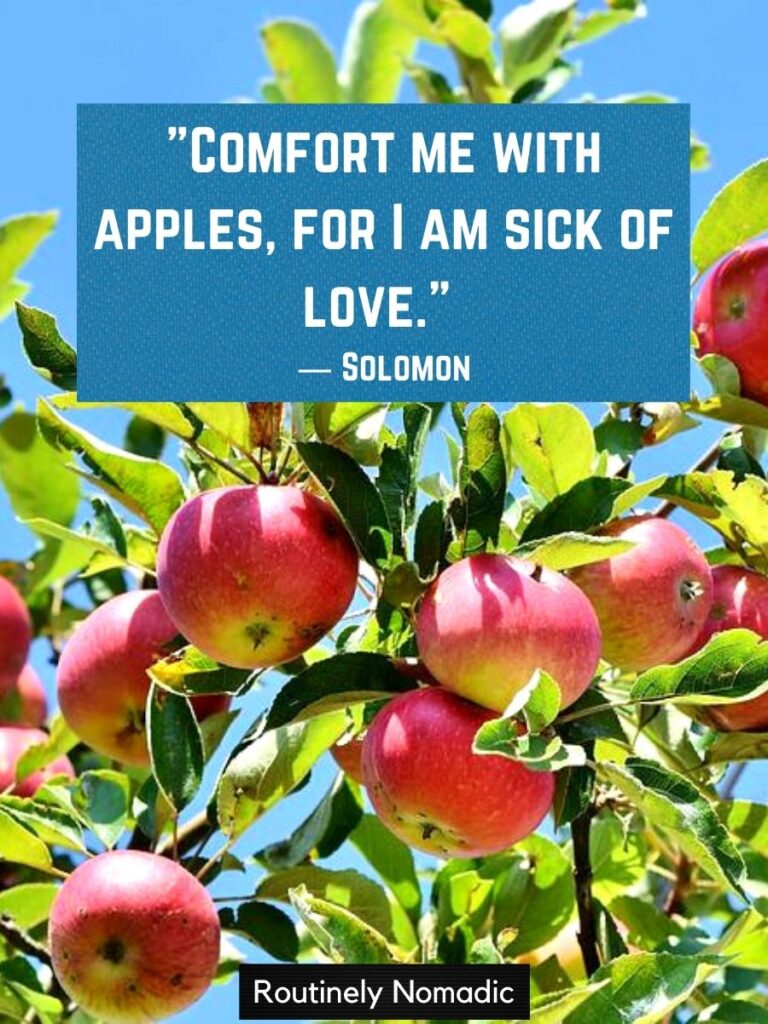 100 Best Apple Picking Captions for Your Orchard Visit - Routinely Shares