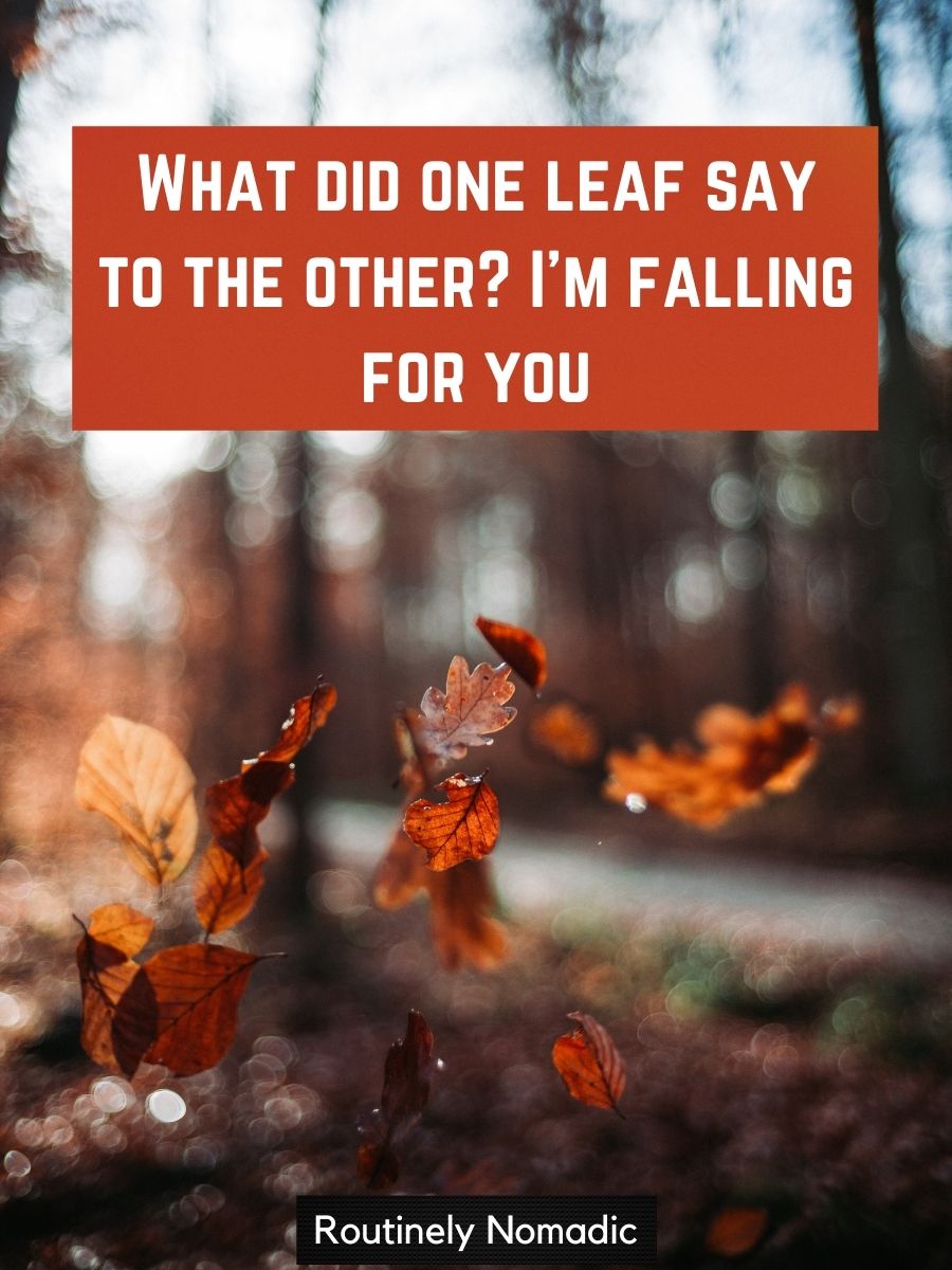 100 Cute Happy Fall Sayings for that Autumn is Here Vibe - Routinely Shares