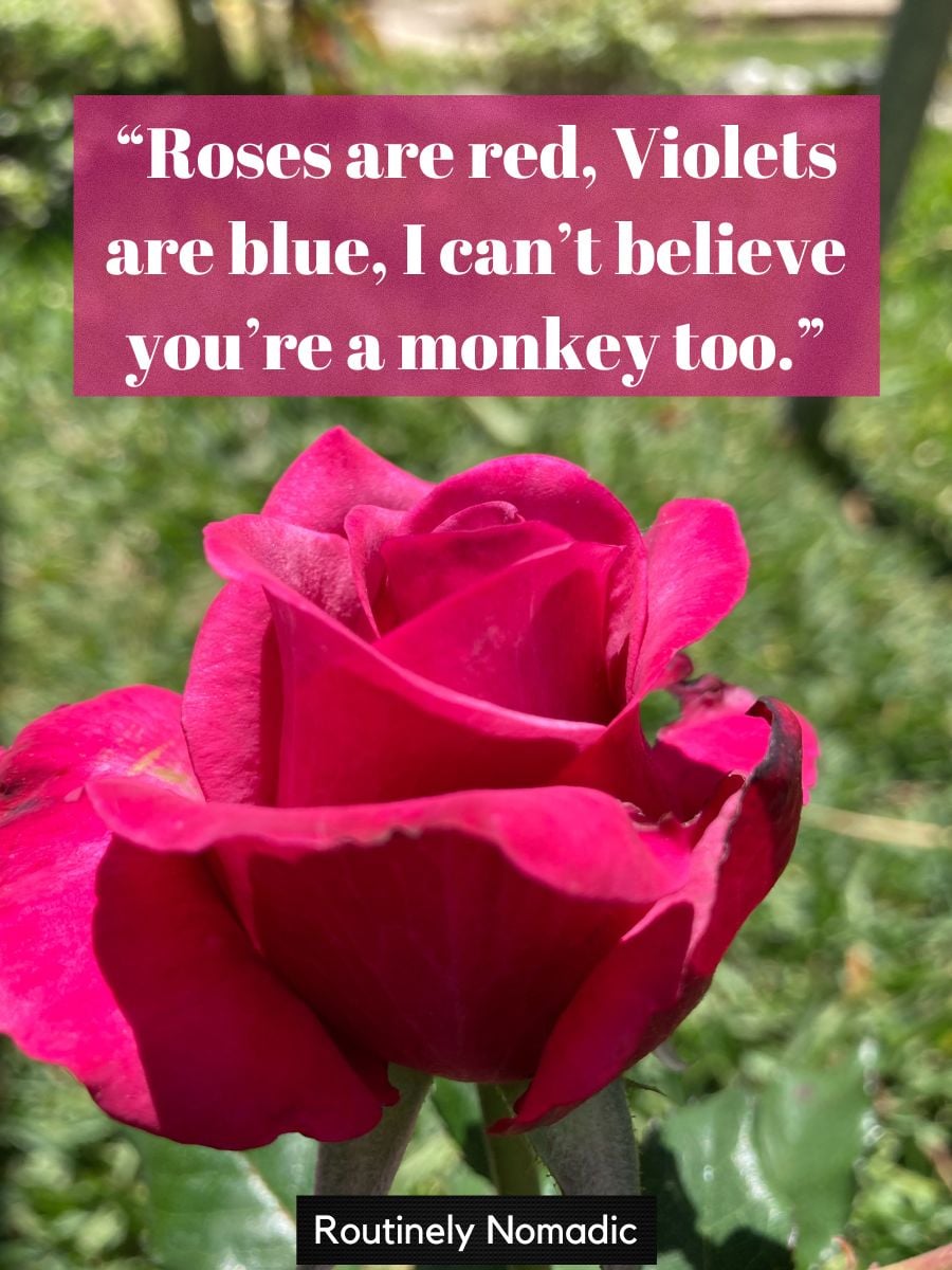 Funny Roses are Red Violets are Blue Poems for a Laugh - Routinely Shares