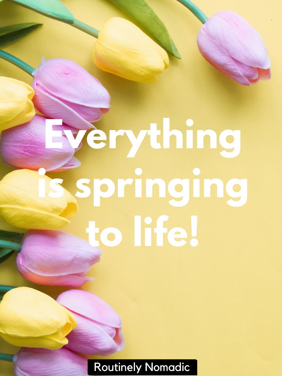 The Very Best 100 Funny Spring Captions and Puns that are Blooming ...