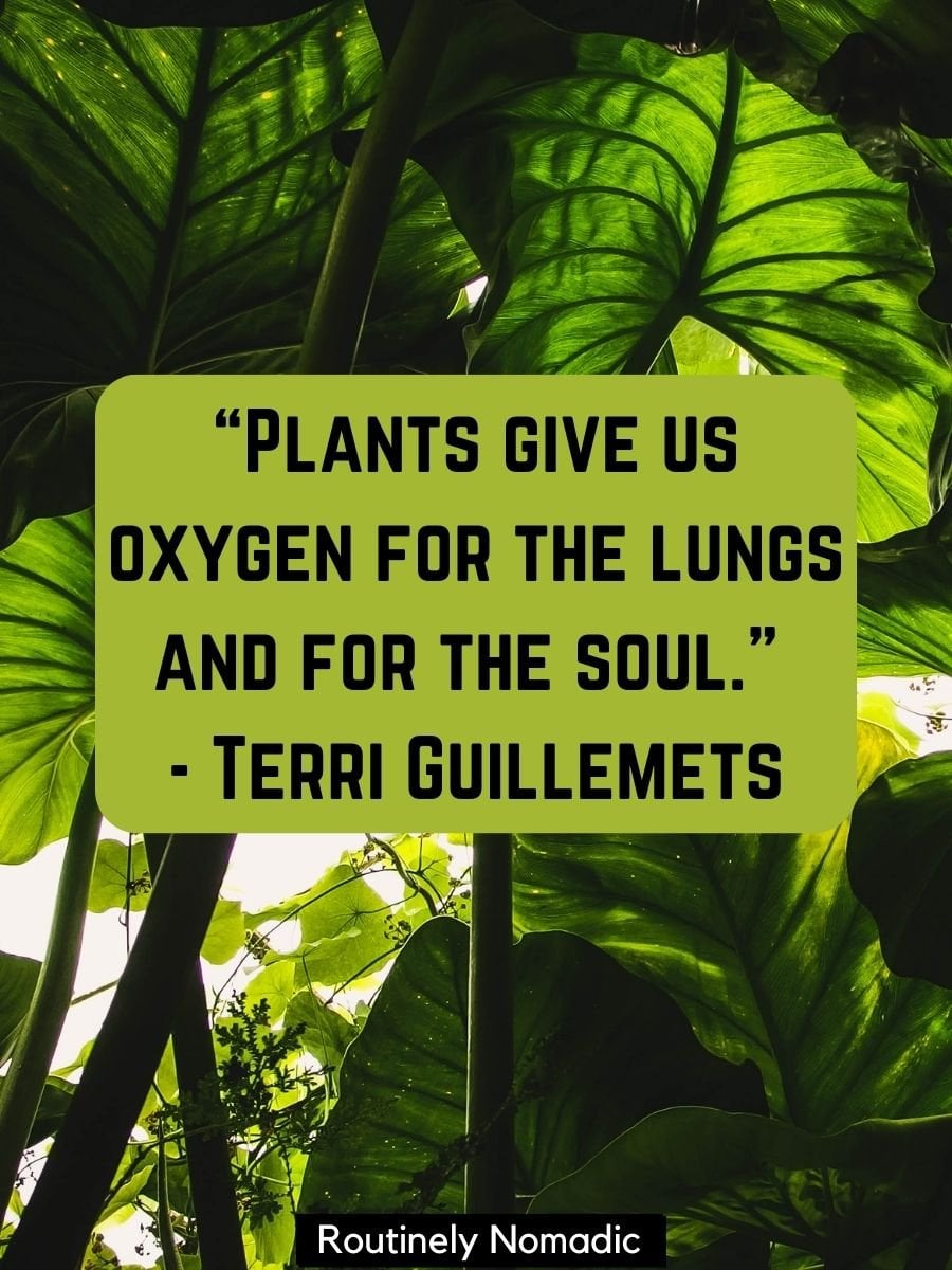 125 Short Garden Quotes for Instagram - Routinely Shares