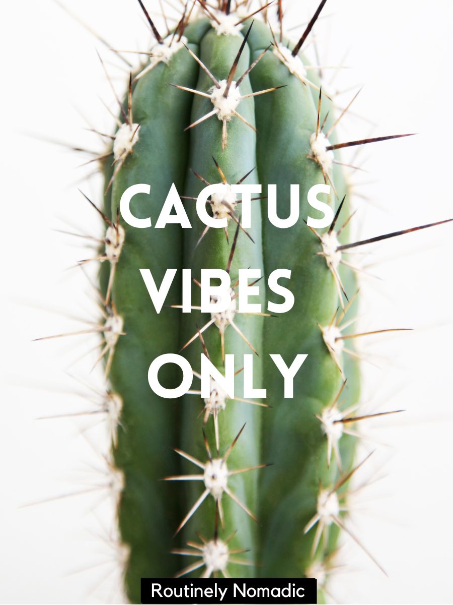 100 Cactus Captions for that Prickly Aesthetic - Routinely Shares