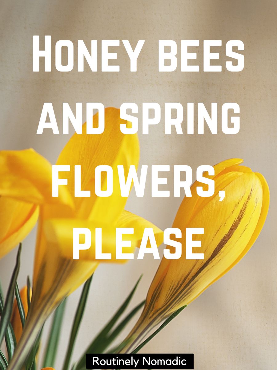 Inspirational Spring Quotes and Sayings for Beautiful Beginnings ...