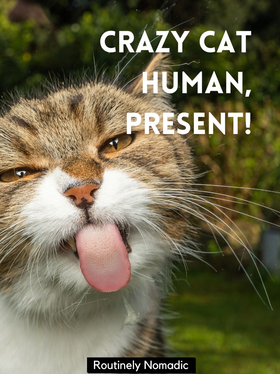 145 Purr-fectly Amazing Cat Captions for Your Feline Friend - Routinely ...