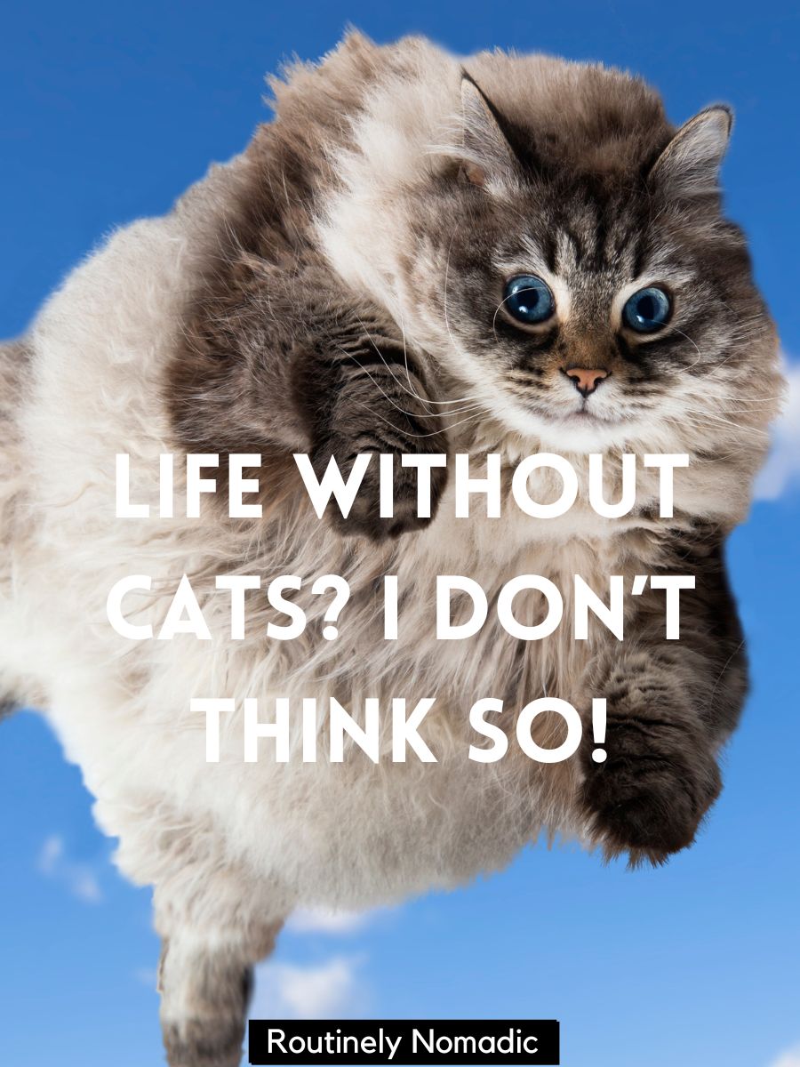 145 Purr-fectly Amazing Cat Captions for Your Feline Friend - Routinely Shares