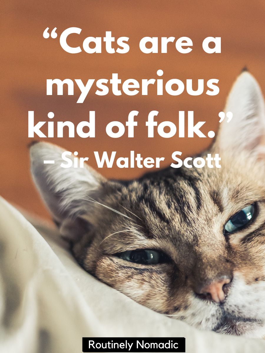 100 Purrfect Funny Cat Puns - Routinely Shares