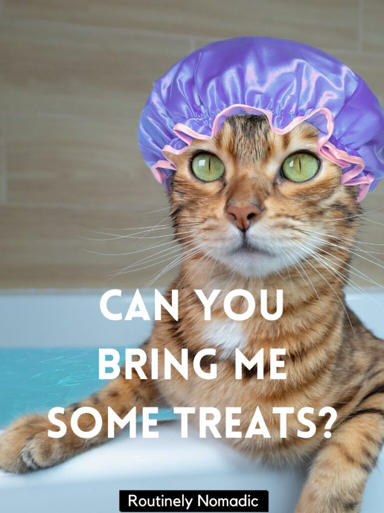 145 Purr-fectly Amazing Cat Captions for Your Feline Friend - Routinely ...