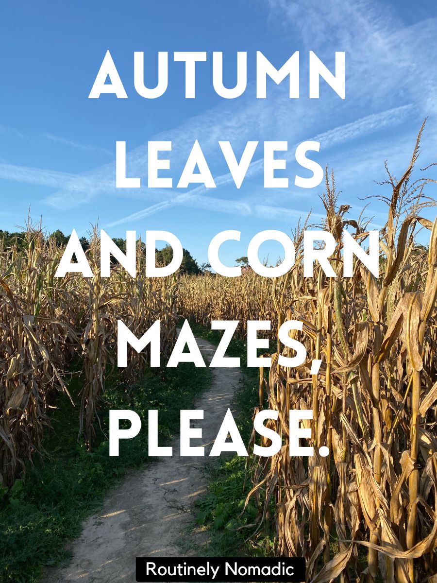 100 A-maze-ing Corn Maze Captions - Routinely Shares