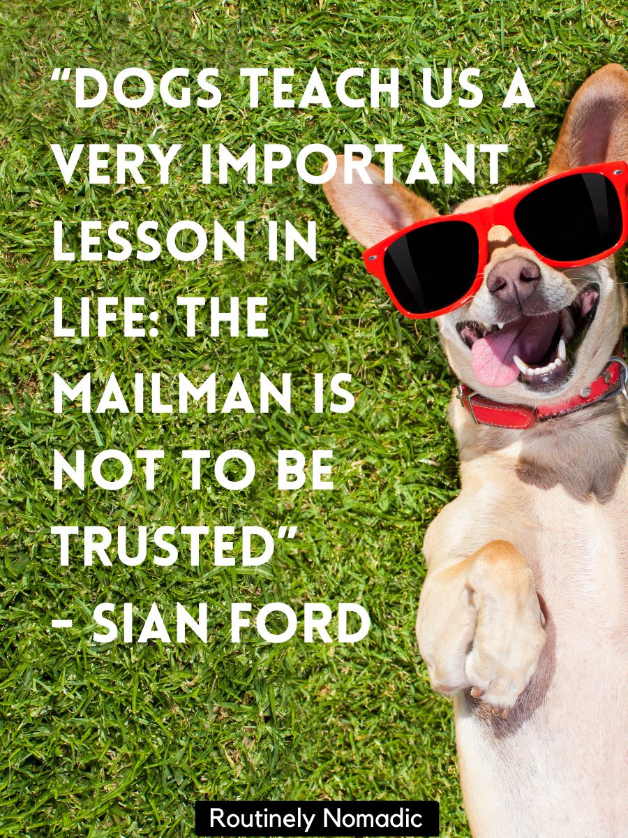 Paw-sibily the Best 100 Dog Captions for Your Happy Furry Friend ...