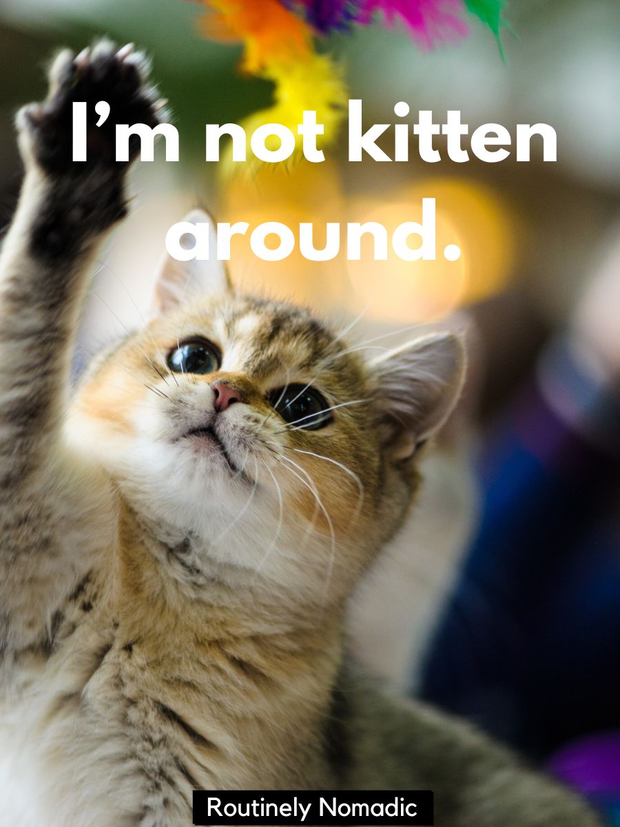 100 Purrfect Funny Cat Puns - Routinely Shares