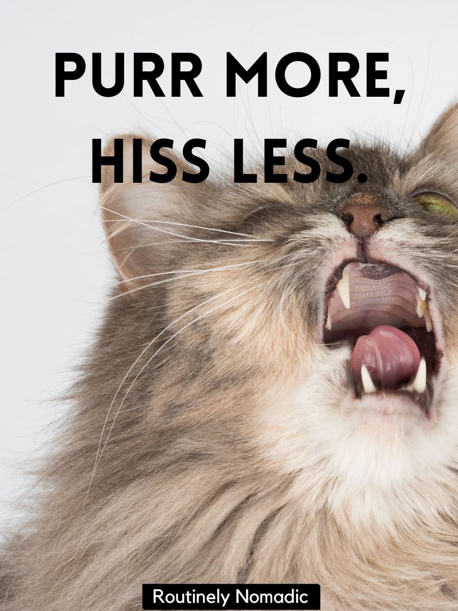 145 Purr-fectly Amazing Cat Captions for Your Feline Friend - Routinely ...