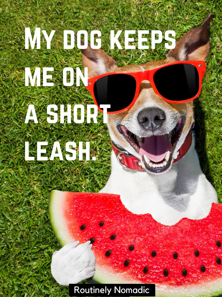 Paw sibily The Best 100 Dog Captions For Your Happy Furry Friend paw-sibily-the-best-100-dog-captions-for-your-happy-furry-friend