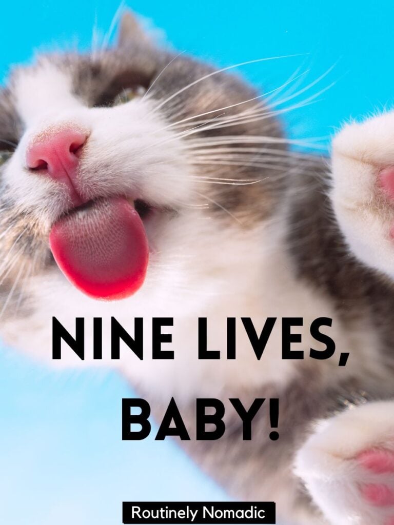 145 Purr-fectly Amazing Cat Captions for Your Feline Friend - Routinely ...