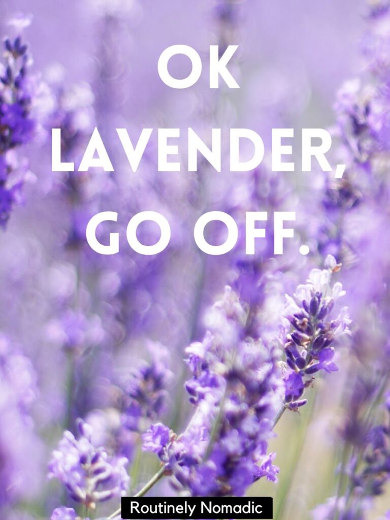 100 Short Aesthetic Purple Quotes for that Lavender Haze - Routinely Shares
