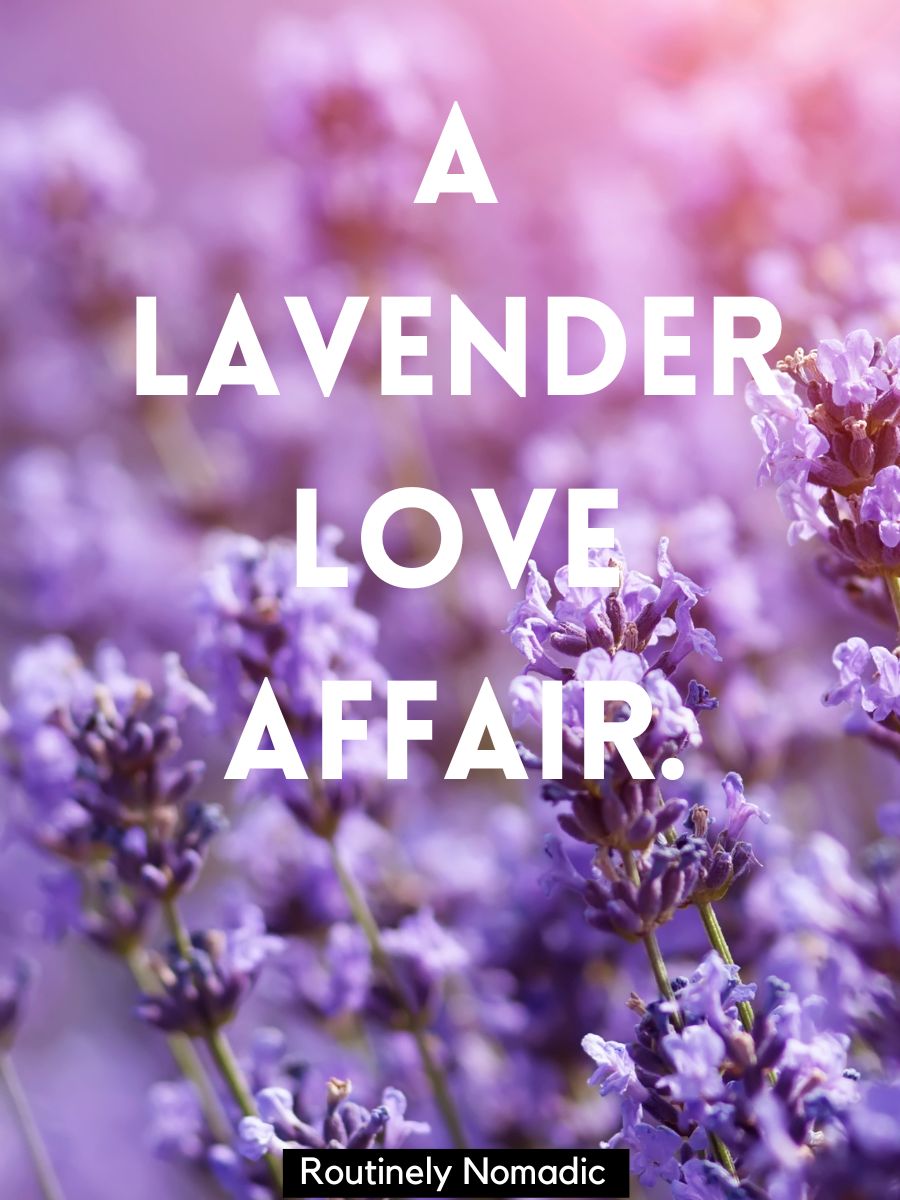 100 Short Aesthetic Purple Quotes for that Lavender Haze - Routinely Shares