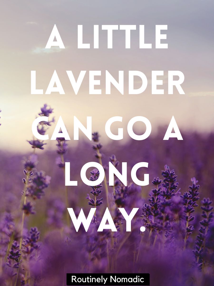 100 Short Aesthetic Purple Quotes for that Lavender Haze - Routinely Shares
