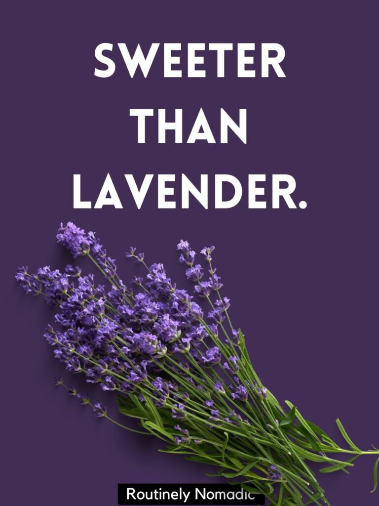 100 Short Aesthetic Purple Quotes for that Lavender Haze - Routinely Shares