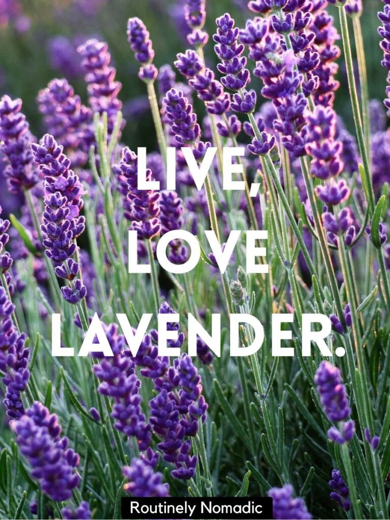100 Short Aesthetic Purple Quotes for that Lavender Haze - Routinely Shares