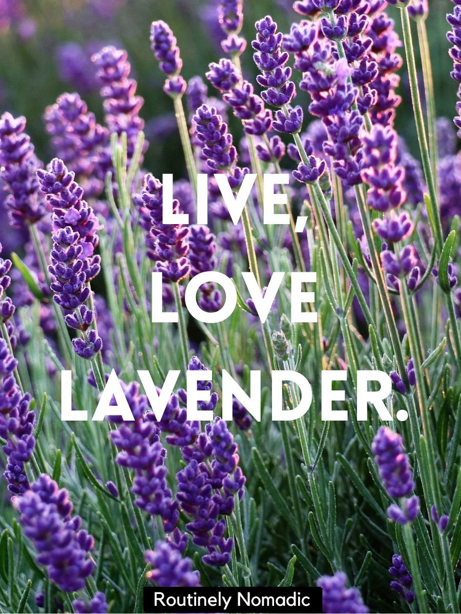 100 Short Aesthetic Purple Quotes for that Lavender Haze - Routinely Shares