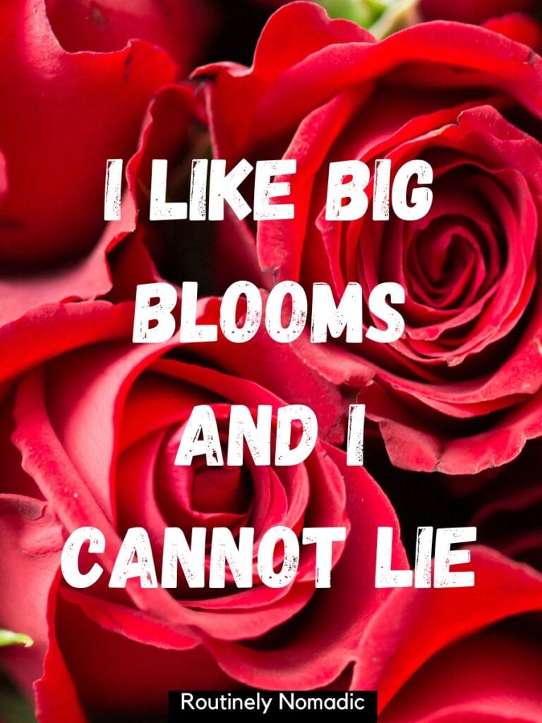 100 Short Aesthetic Red Quotes to Add Color to Your Life - Routinely Shares