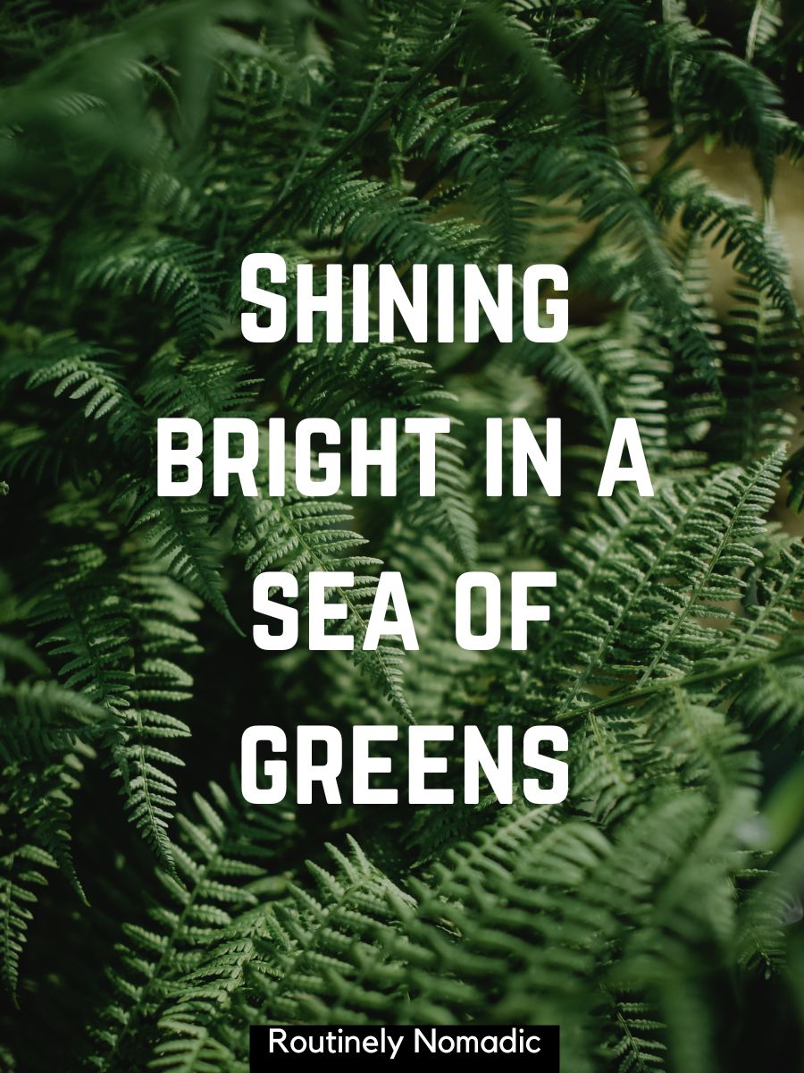 100 Short Aesthetic Green Quotes for all of Life's Green Moments ...