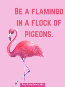 175 Short Flamingo Quotes for that Pink Inspiration Vibe - Routinely Shares