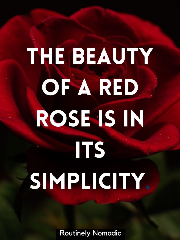 100 Aesthetic Rose Captions for that Beautiful Blooms Vibe - Routinely ...