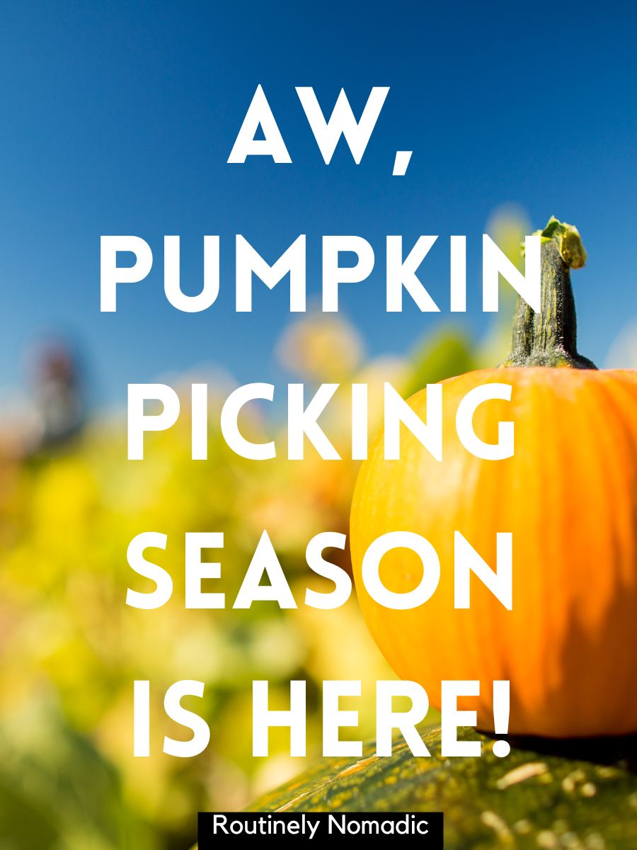 Enjoy a Fall Chuckle With the 225 Best Cute and Funny Pumpkin Puns ...
