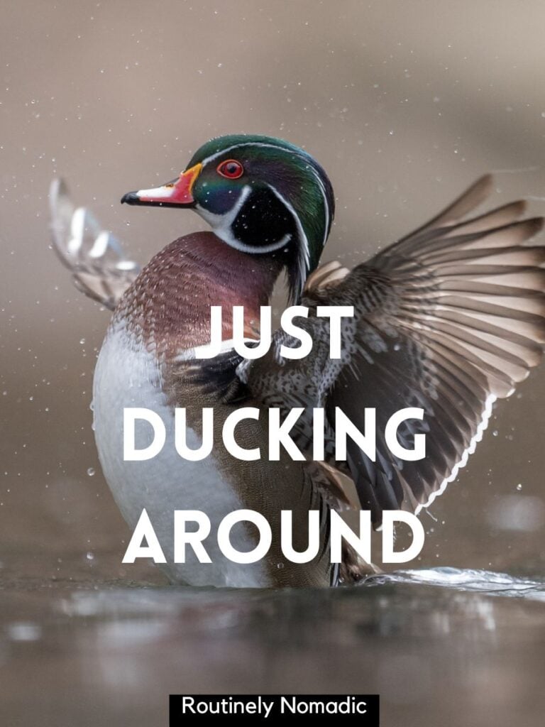 145 Cute and Funny Duck Captions for Instagram - Routinely Shares